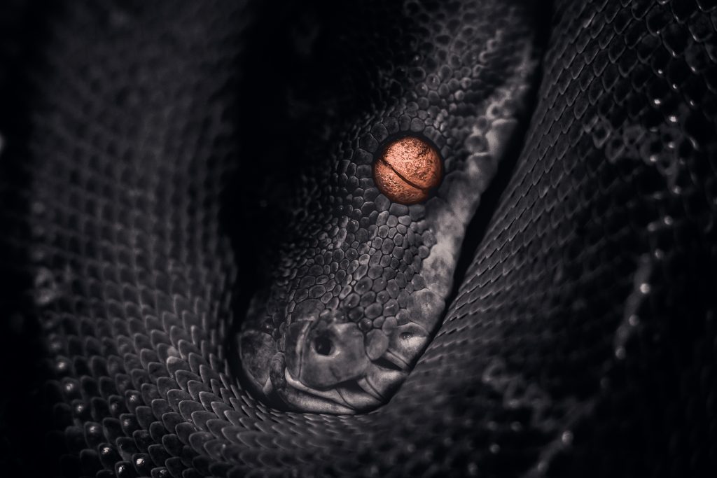 Dreaming About Black Snakes - Angelynum